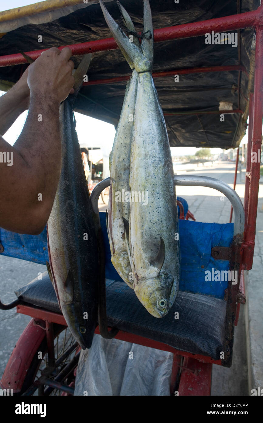 Selling fish from a tricycle to restaurants and Casas Particulares ...