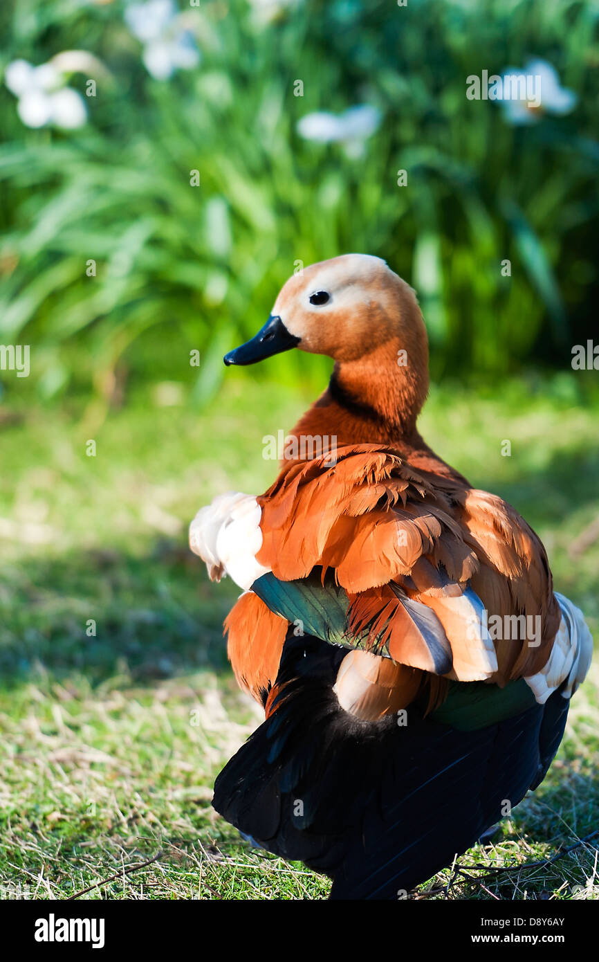 Ruddy duck uk hi-res stock photography and images - Alamy
