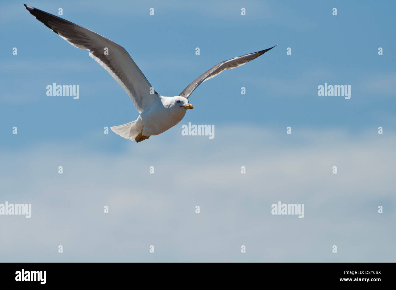 Seagull in flight Stock Photo - Alamy