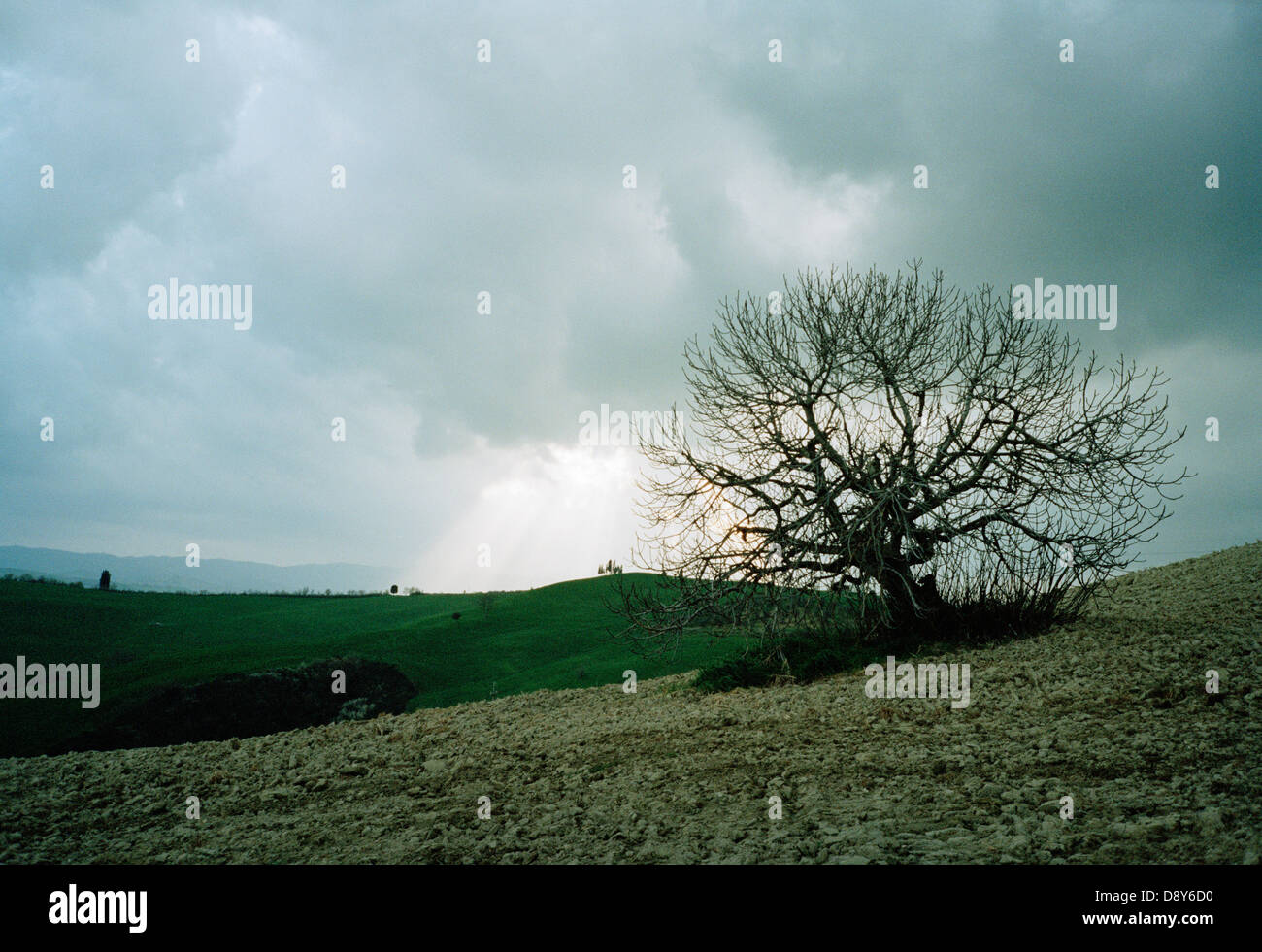 A tree on a hill Stock Photo - Alamy