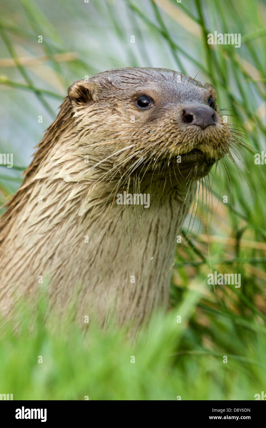 Male European otter Lutra lutra emerging river margins Surrey England ...
