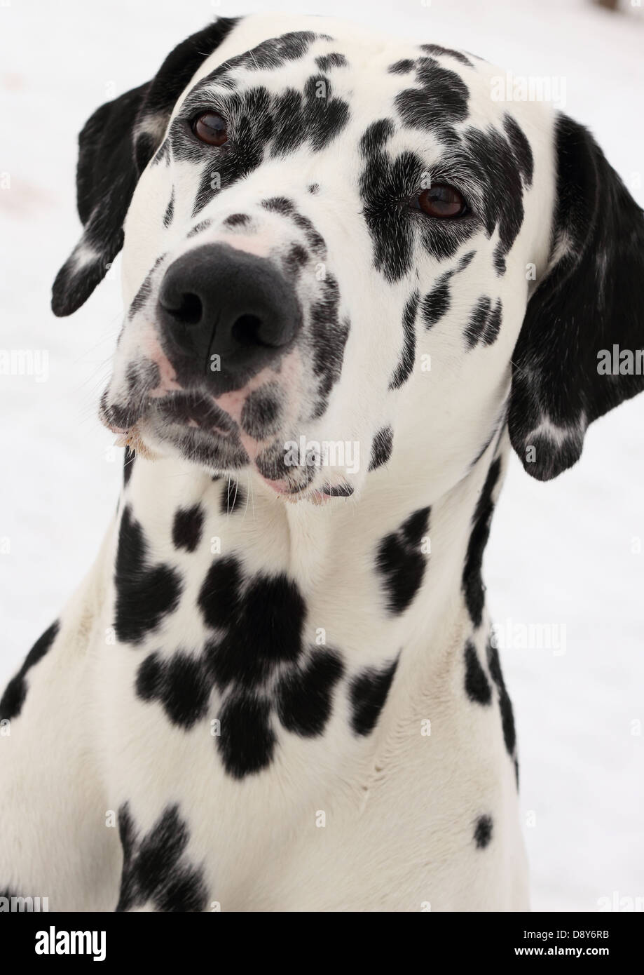 Portrait of dalmatian dog breed Stock Photo - Alamy