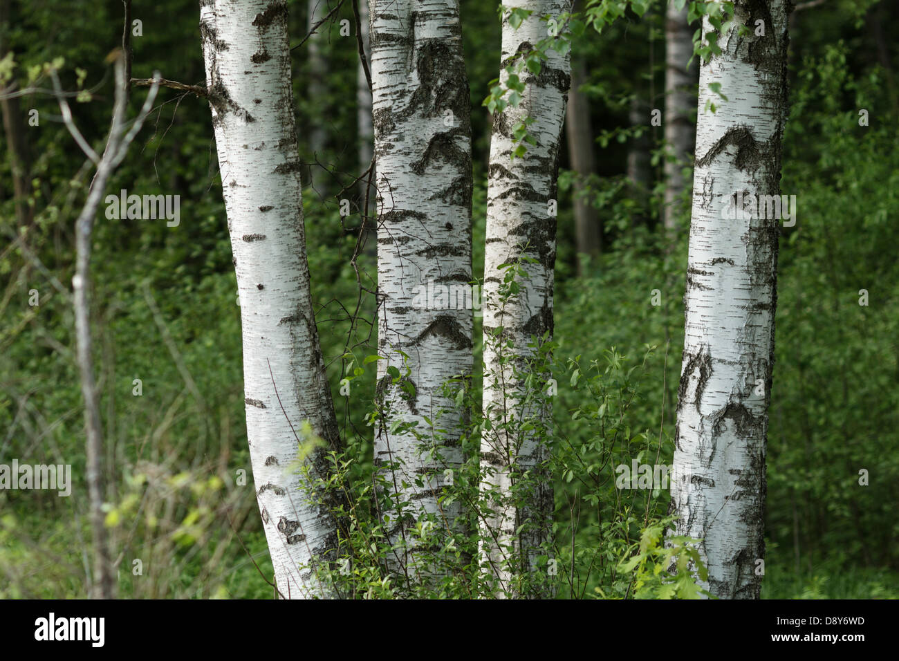 birch trees in the park, tranquil scene Stock Photo - Alamy
