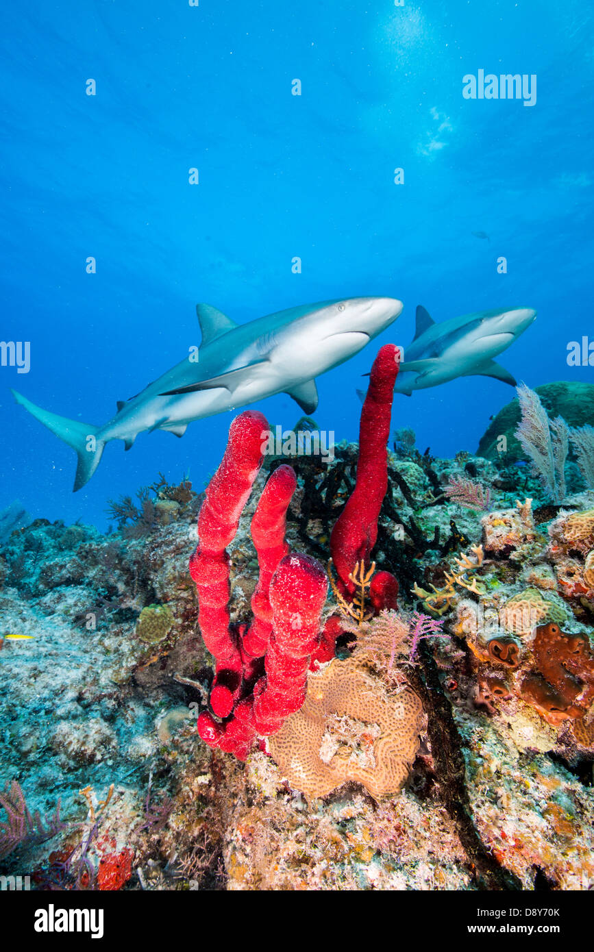 Caribbean reef sharks, Carcharhinus perezi, Bahamas, Caribbean ...