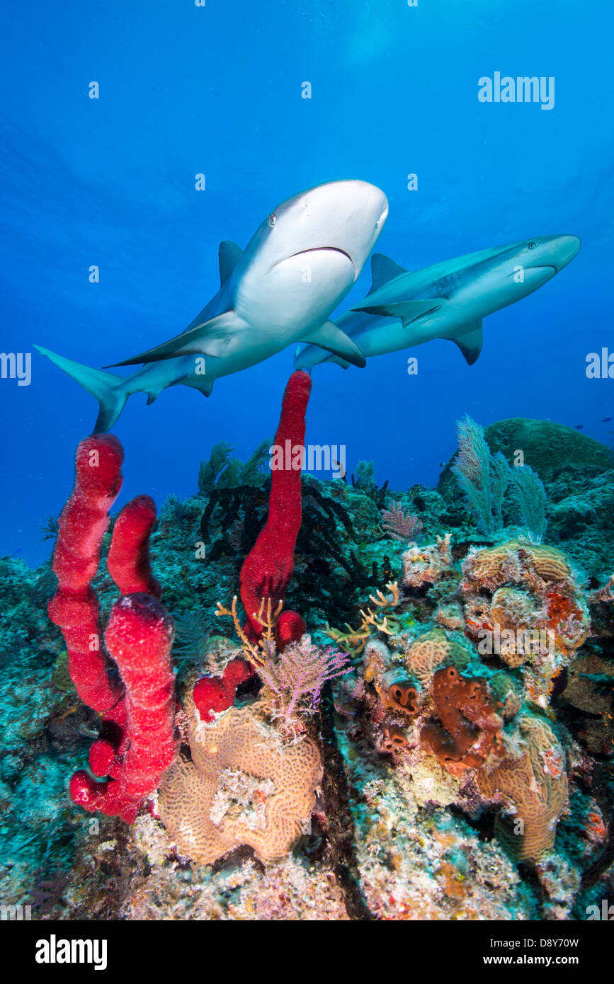 Caribbean reef sharks, Carcharhinus perezi, Bahamas, Caribbean ...