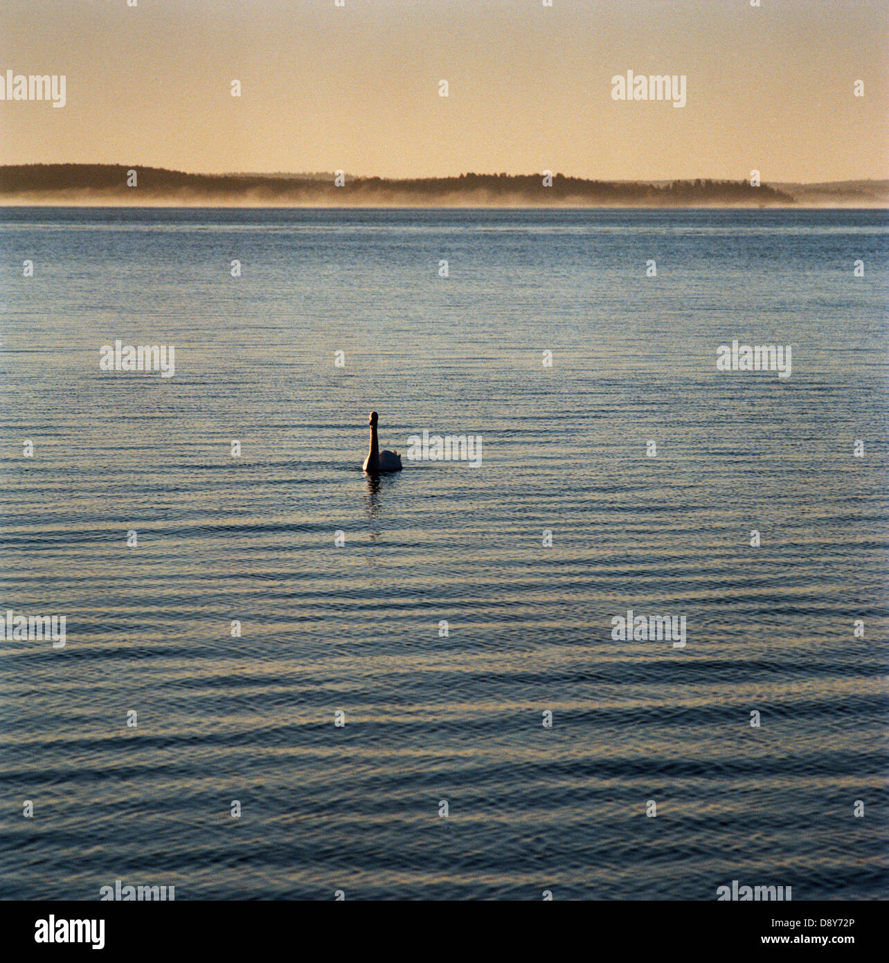 A lonely swan at sea, Sweden Stock Photo - Alamy