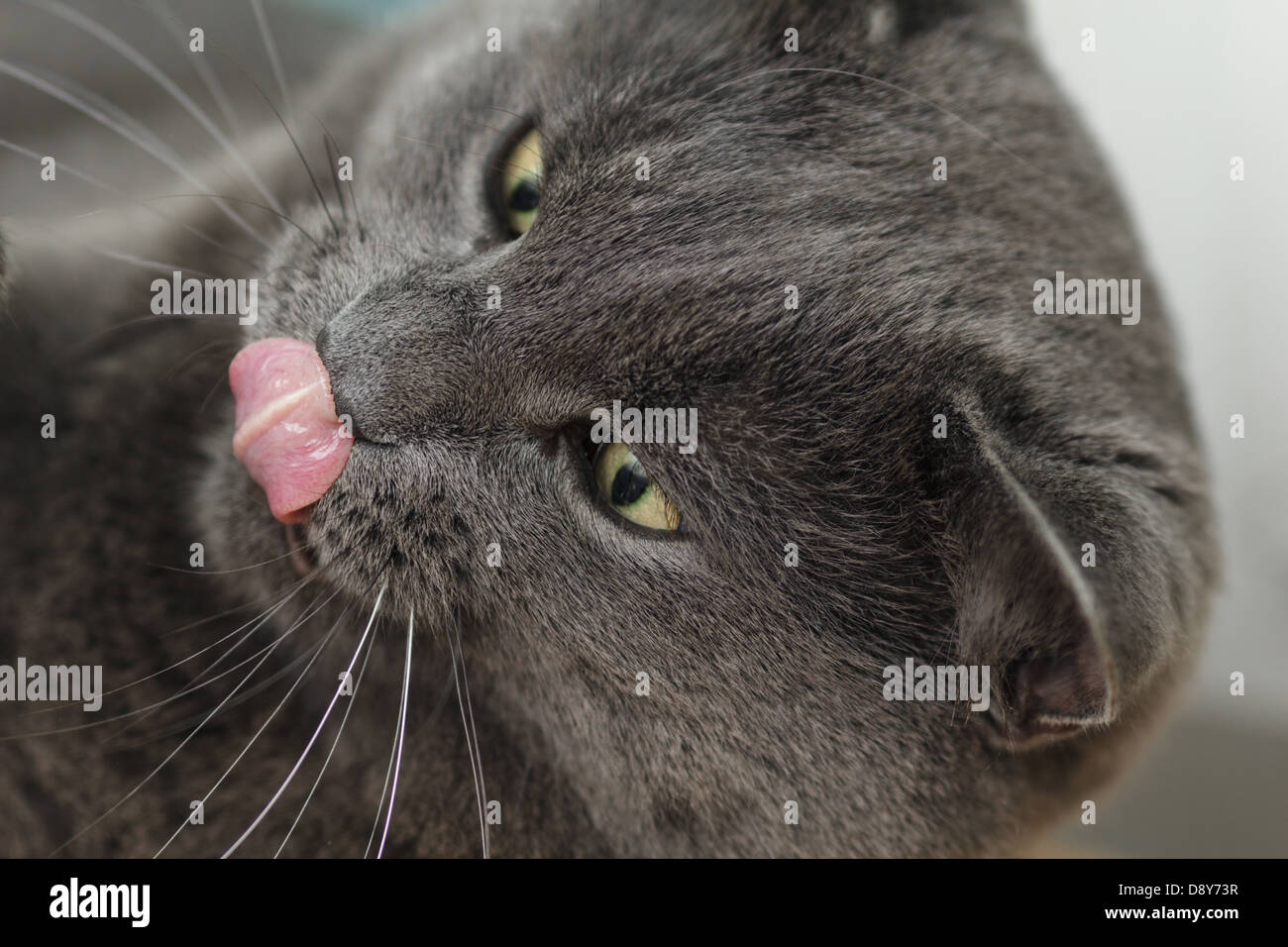 Cat licks lips scottish hi-res stock photography and images - Alamy