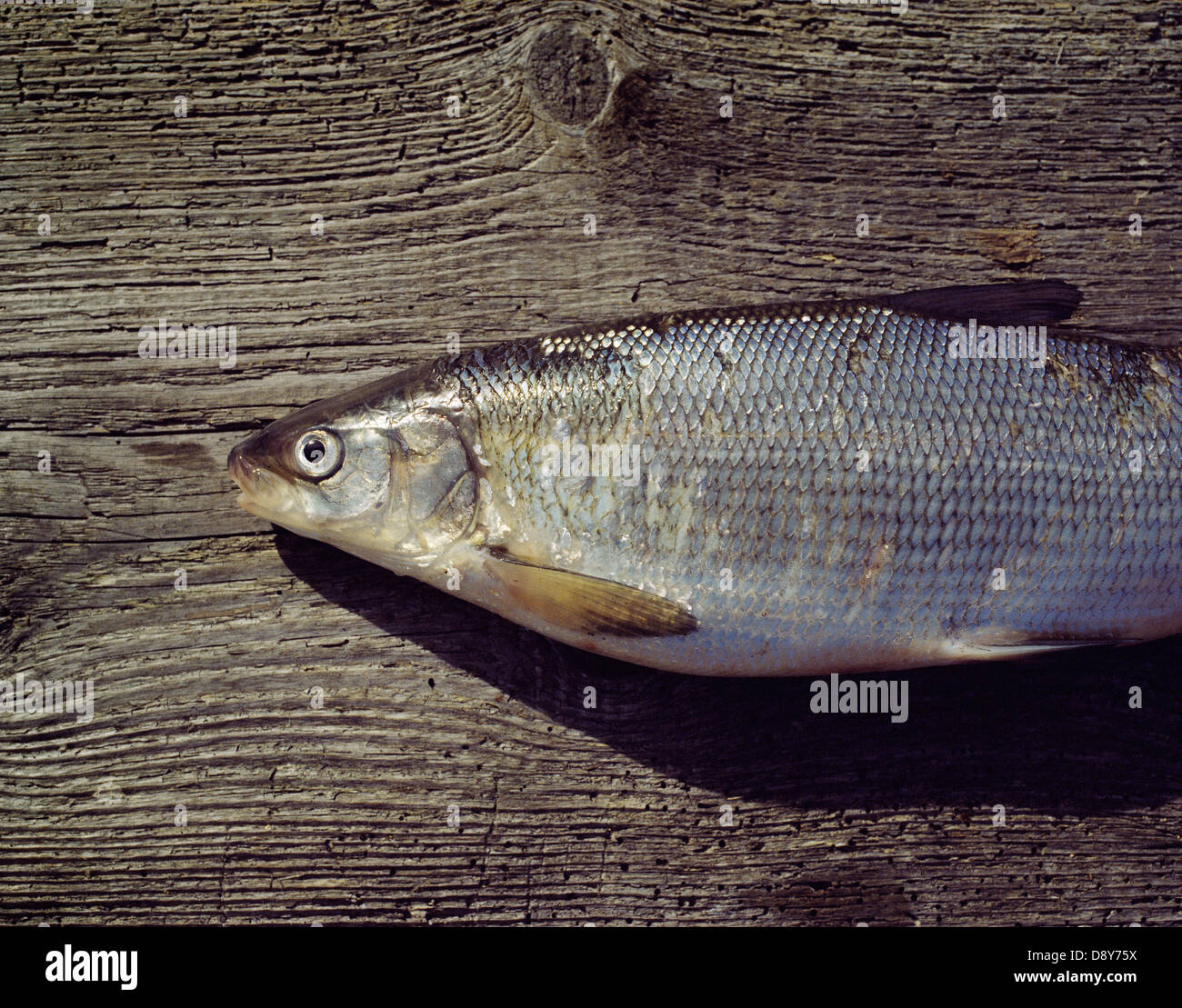 Common whitefish hi-res stock photography and images - Alamy