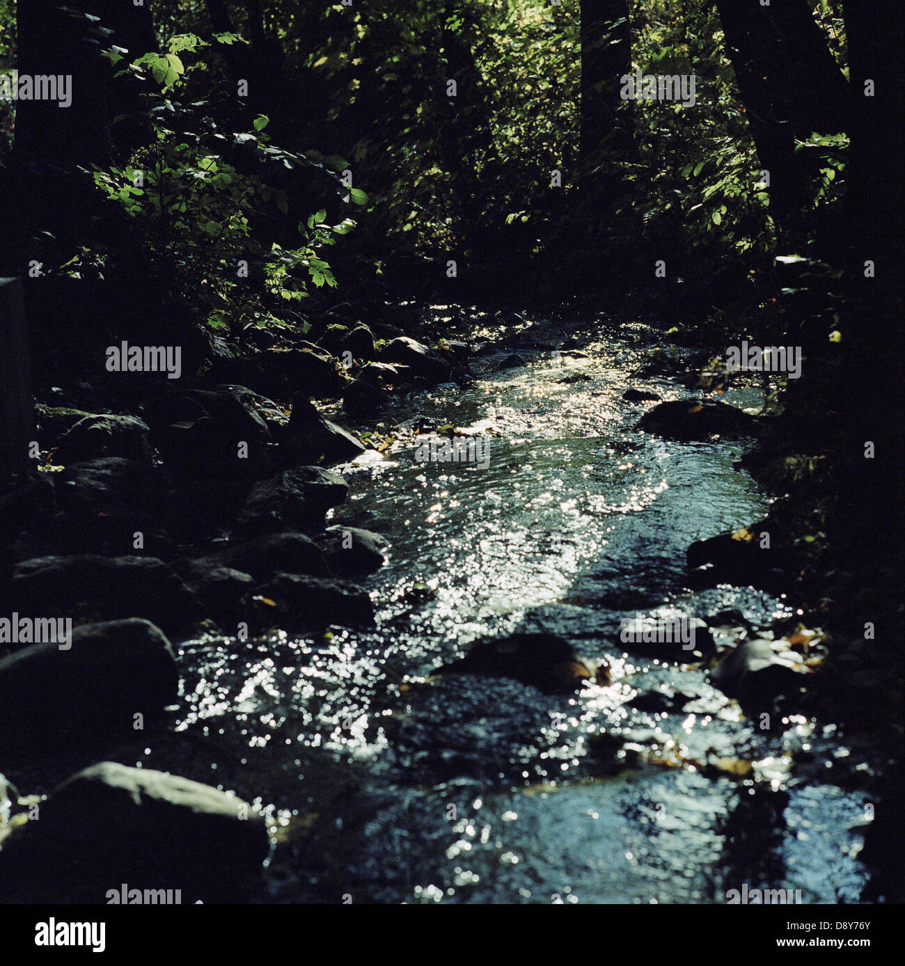 Small stream flowing through forest Stock Photo - Alamy