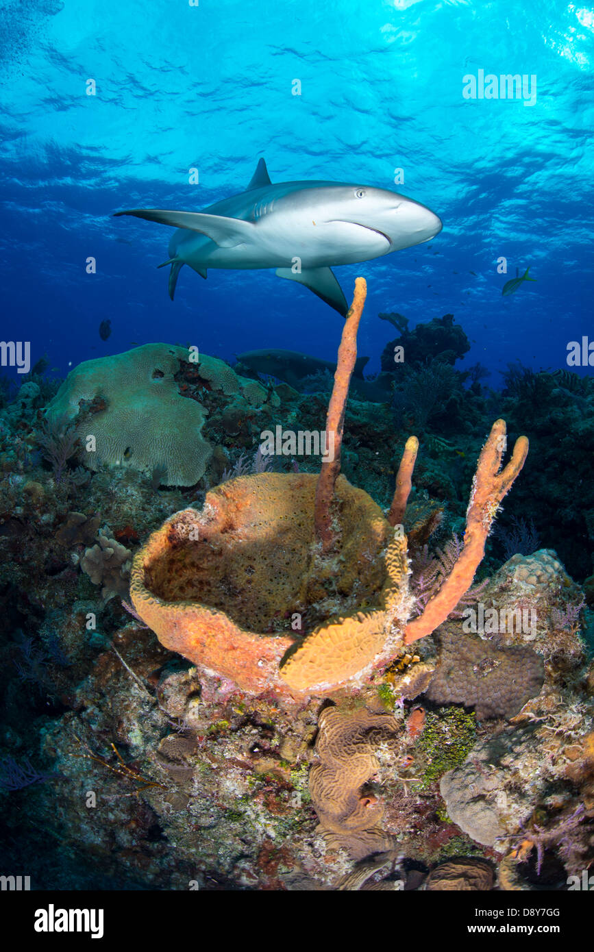 Caribbean Reef Shark Bahamas Stock Photos & Caribbean Reef Shark ...