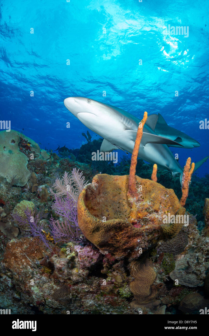Caribbean reef sharks, Carcharhinus perezi, Bahamas, Caribbean ...