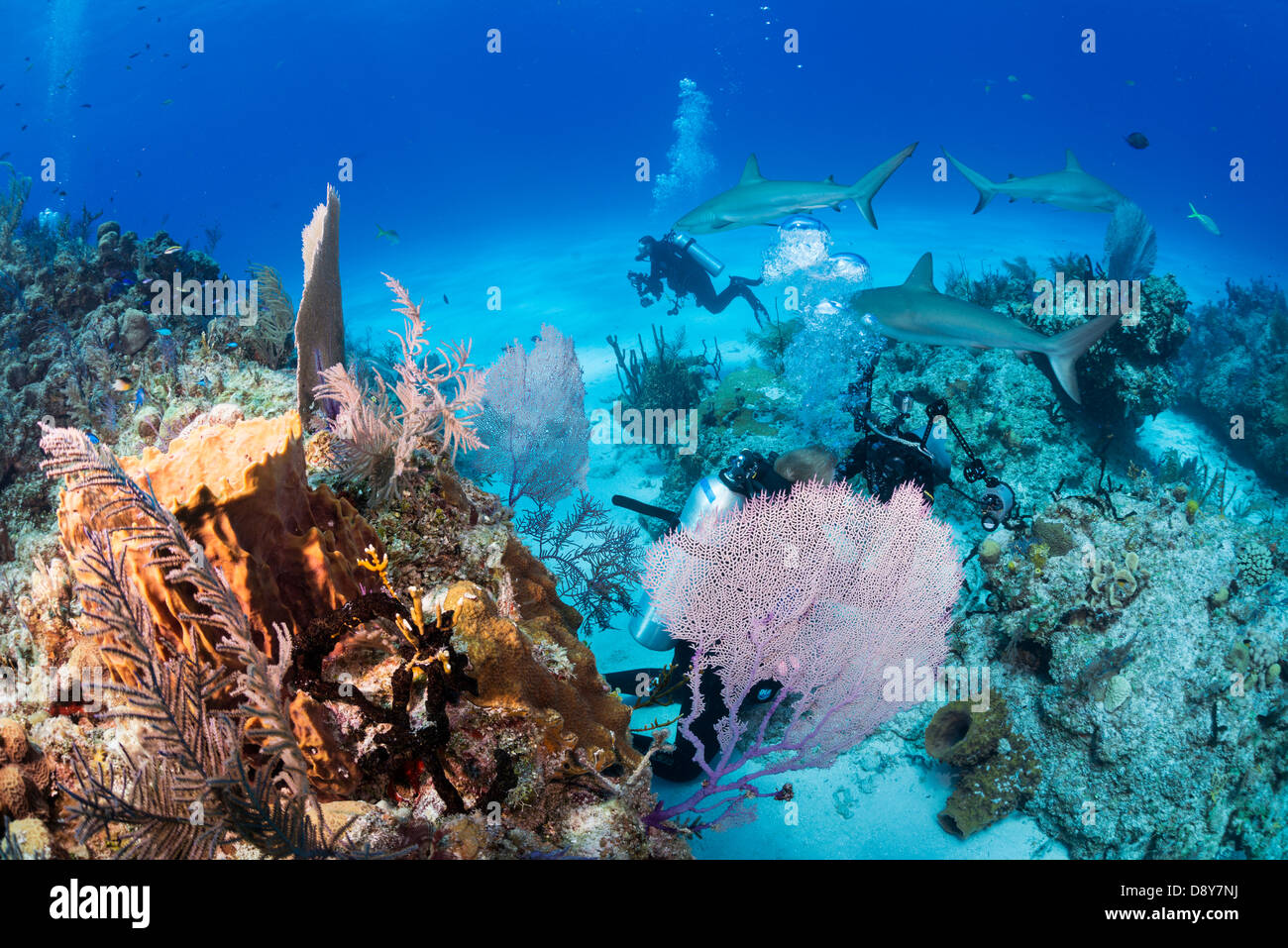 Caribbean reef sharks in shallow hi-res stock photography and images ...