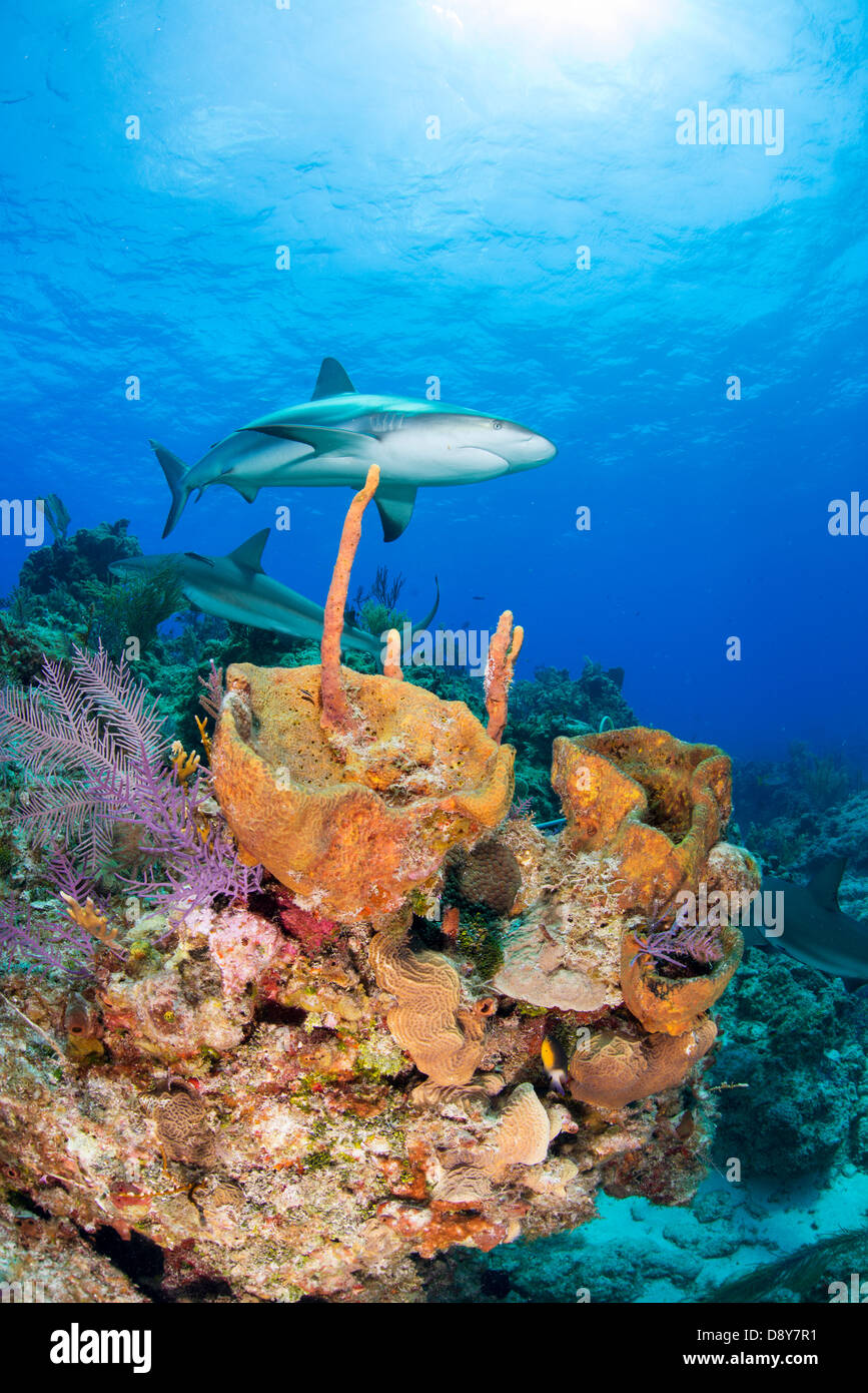 Caribbean reef sharks, Carcharhinus perezi, Bahamas, Caribbean ...