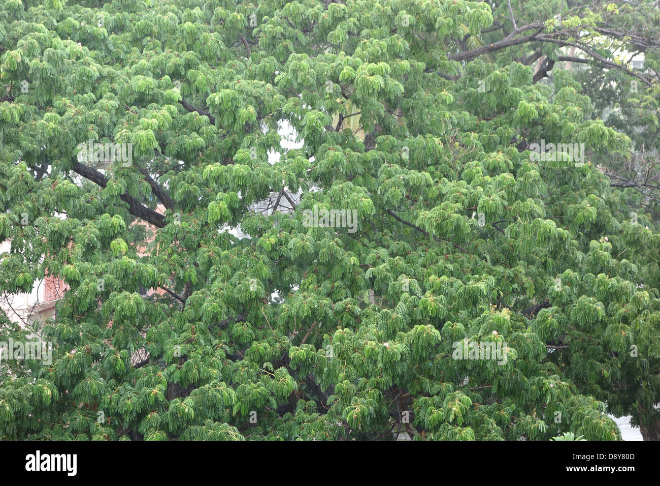 Trees in the rain hi-res stock photography and images - Alamy