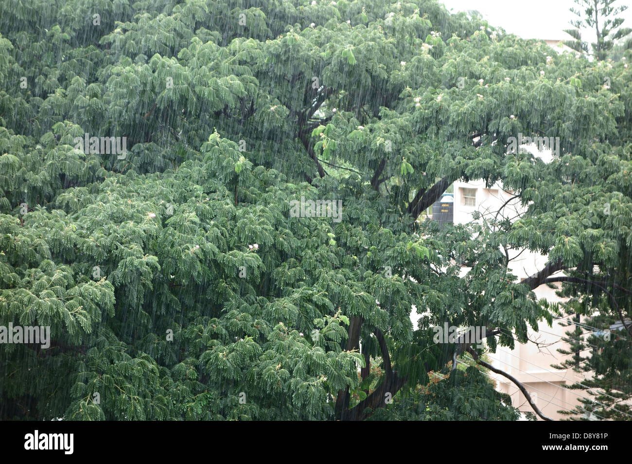 Rain and trees hi-res stock photography and images - Alamy