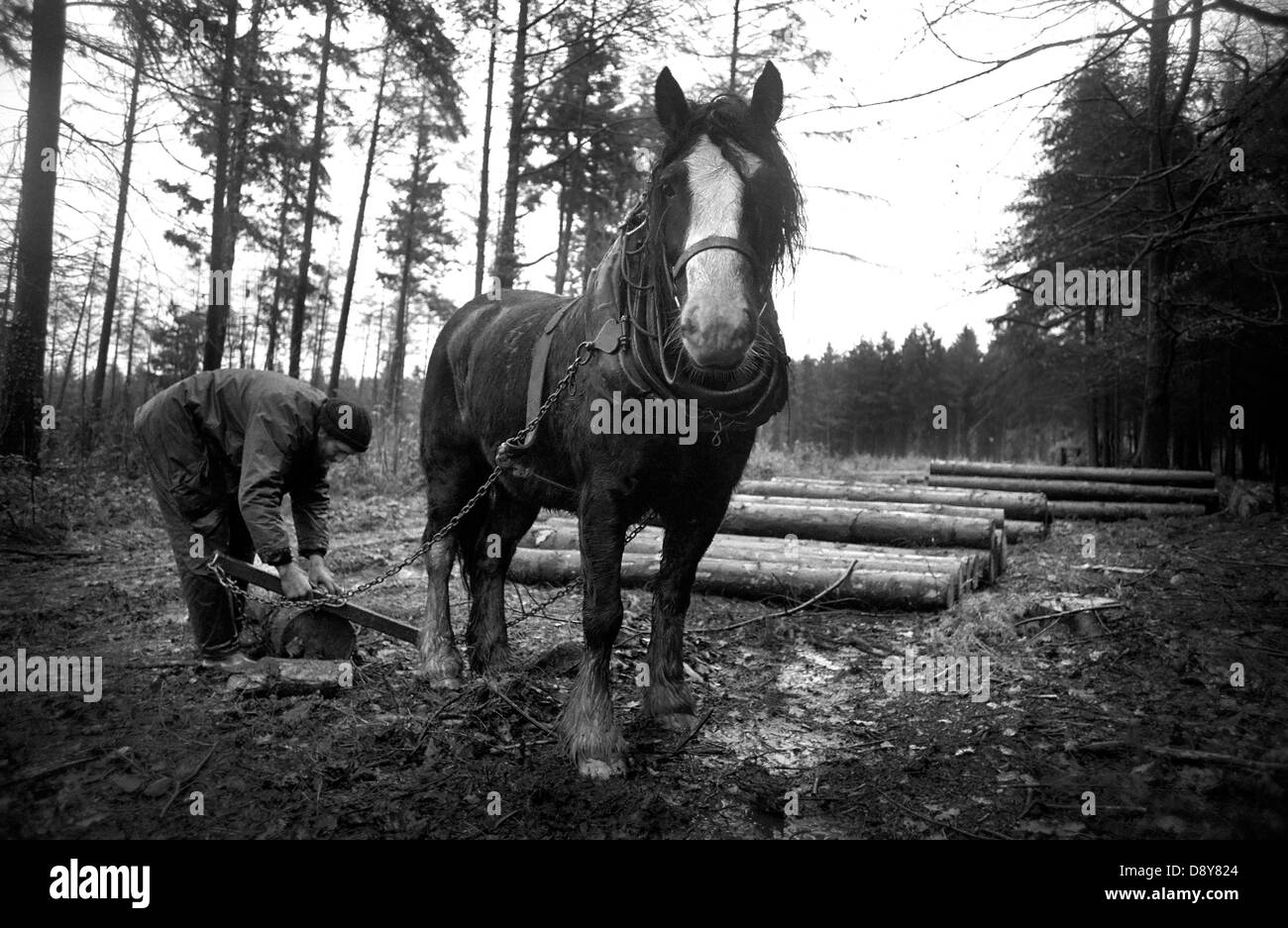 Heavy horse logging hi-res stock photography and images - Alamy
