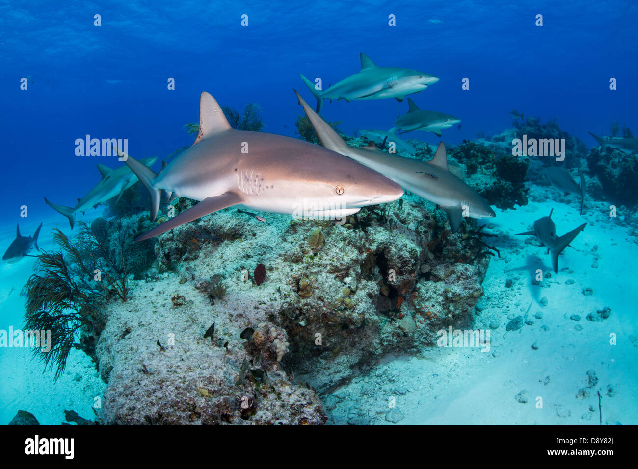 Caribbean reef sharks in shallow hi-res stock photography and images ...