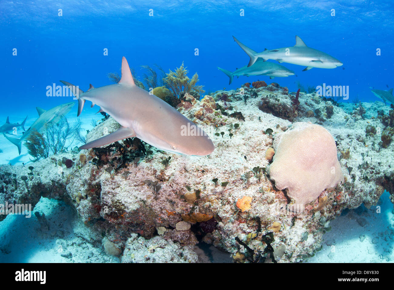 Caribbean reef sharks in shallow hi-res stock photography and images ...