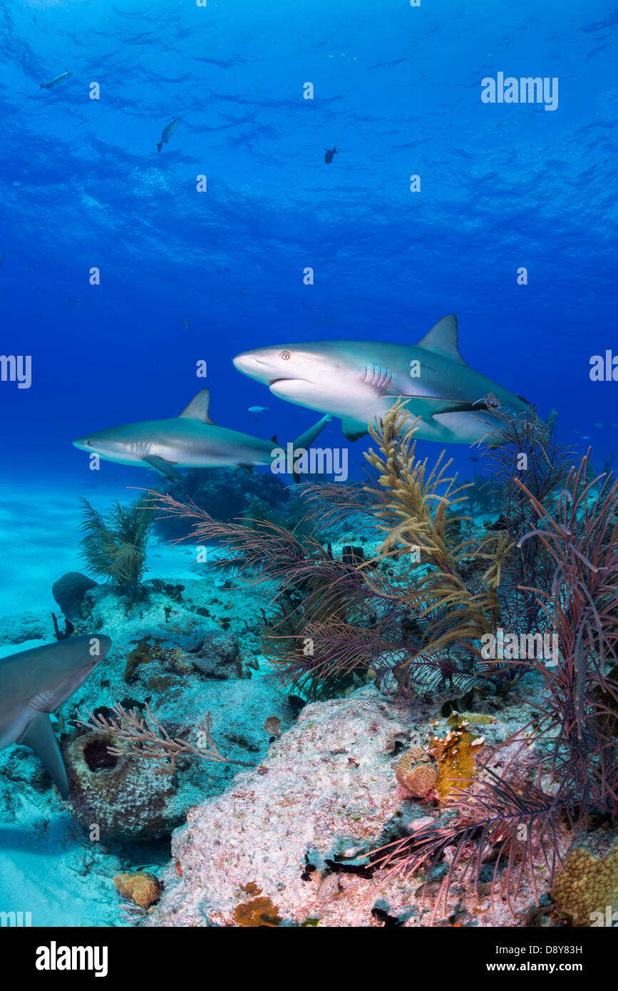 Caribbean reef sharks, Carcharhinus perezi, Bahamas, Caribbean ...