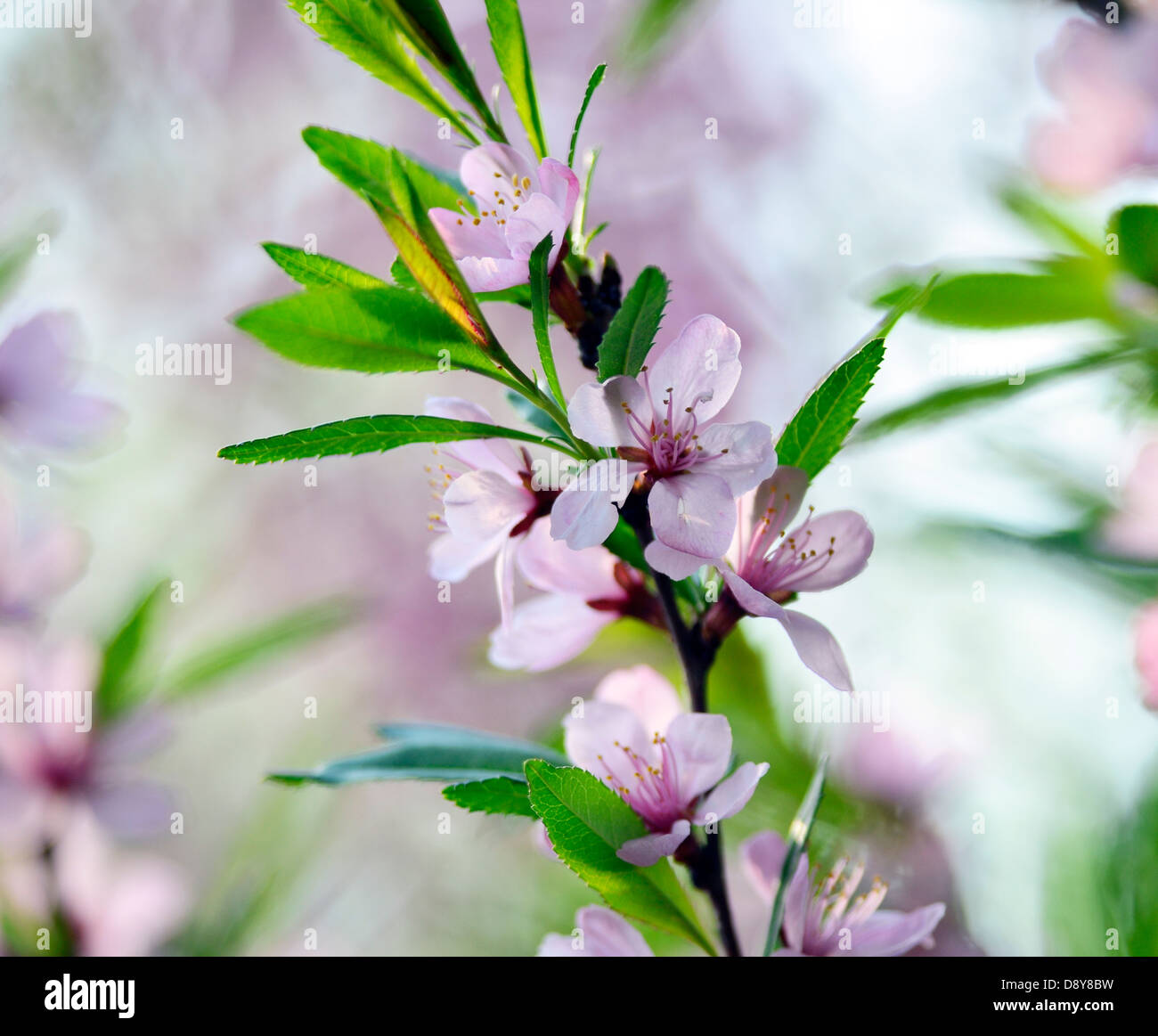 Spring cherry blossoms Stock Photo - Alamy