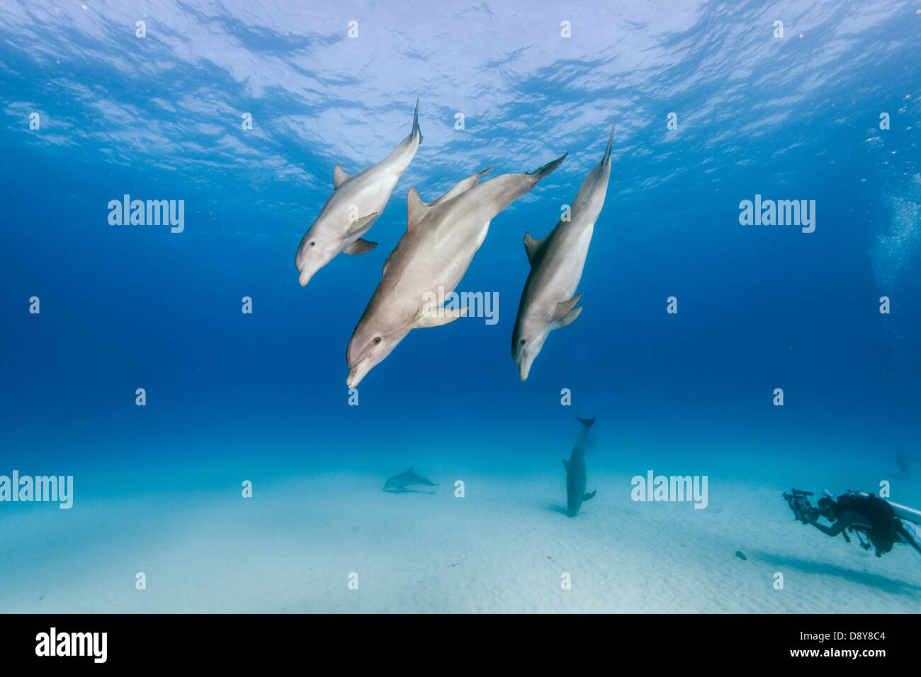 Bottlenose dolphin hi-res stock photography and images - Alamy