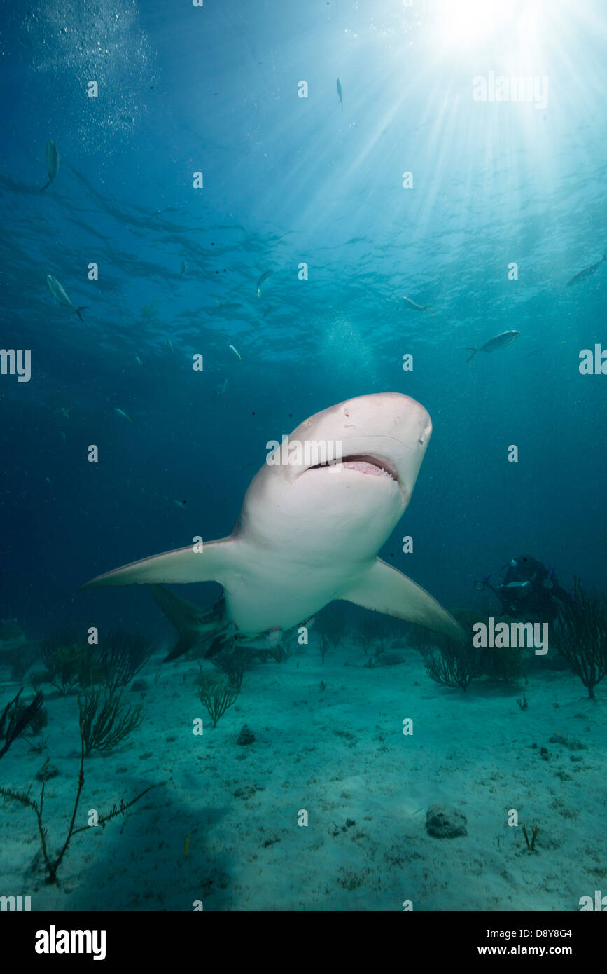 Lemon Shark, Negaprion brevirostris, Bahamas, Caribbean, Atlantic Ocean ...