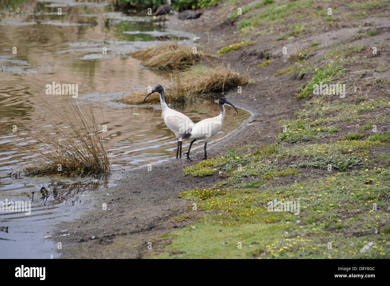 Ibis birds hi-res stock photography and images - Alamy