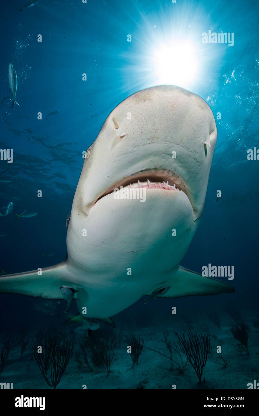 Sharp teeth shark feed hi-res stock photography and images - Alamy