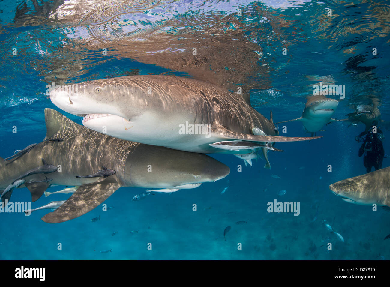 Sharp teeth shark feed hi-res stock photography and images - Alamy