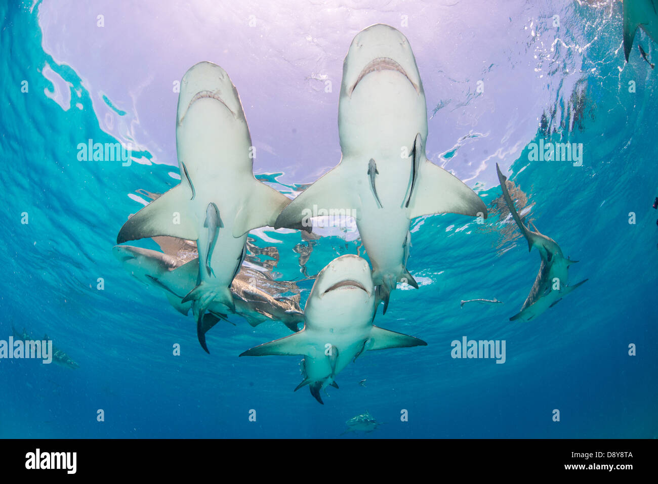 Atlantic ocean sharks hi-res stock photography and images - Alamy
