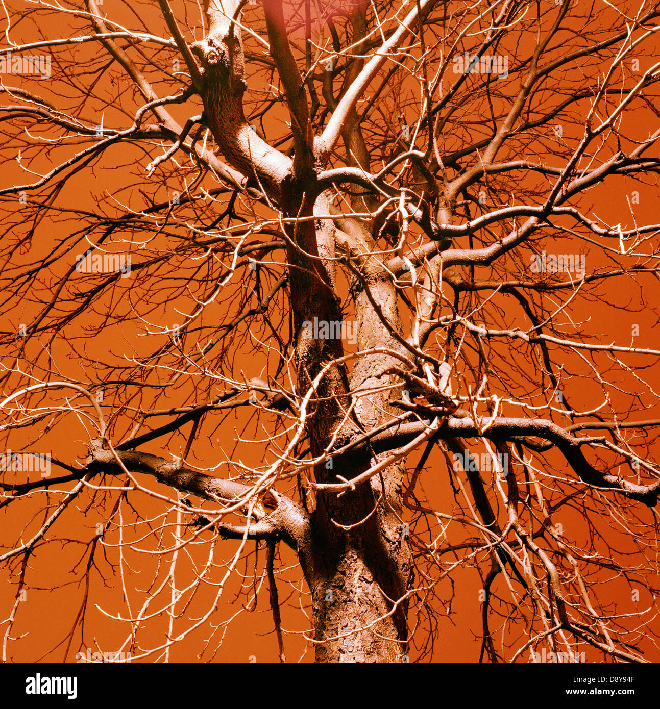 Over a tree hi-res stock photography and images - Alamy