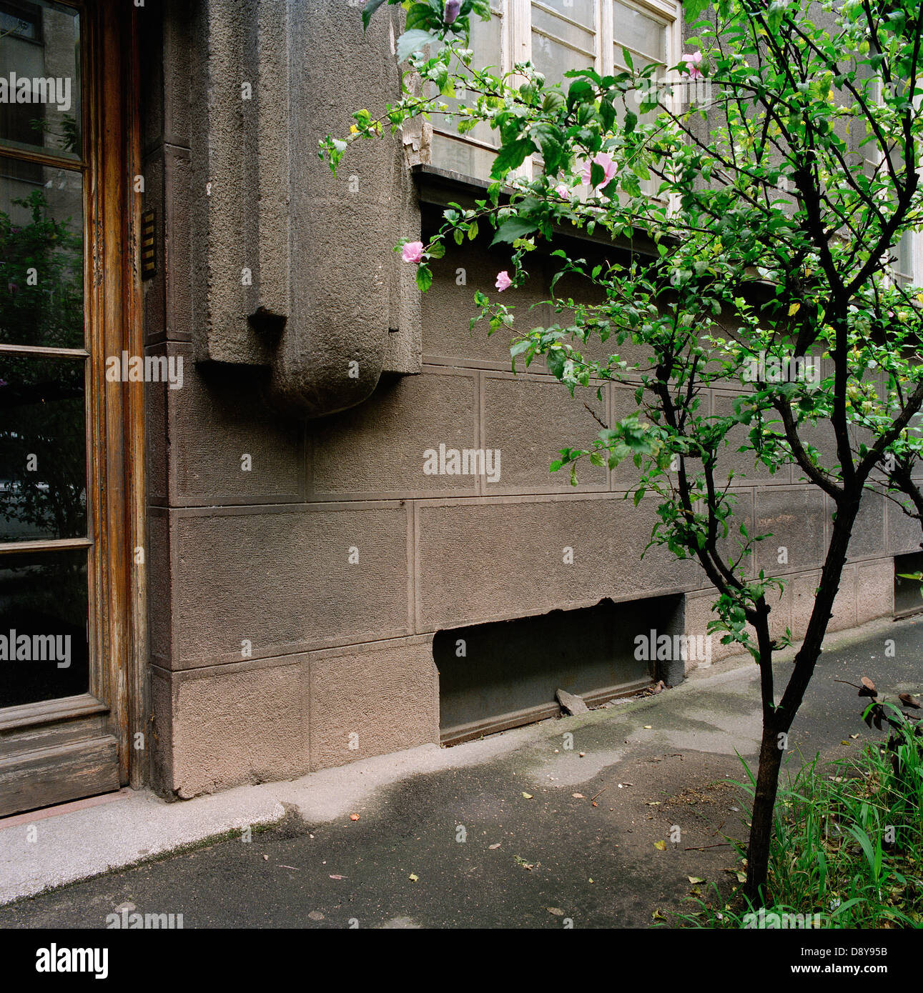 Small tree outside a house, Beograd Stock Photo - Alamy