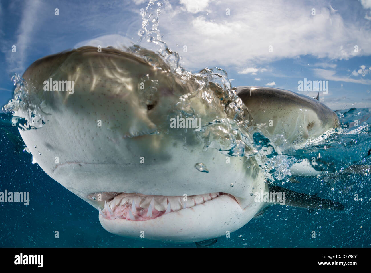 Tiger shark teeth hi-res stock photography and images - Alamy