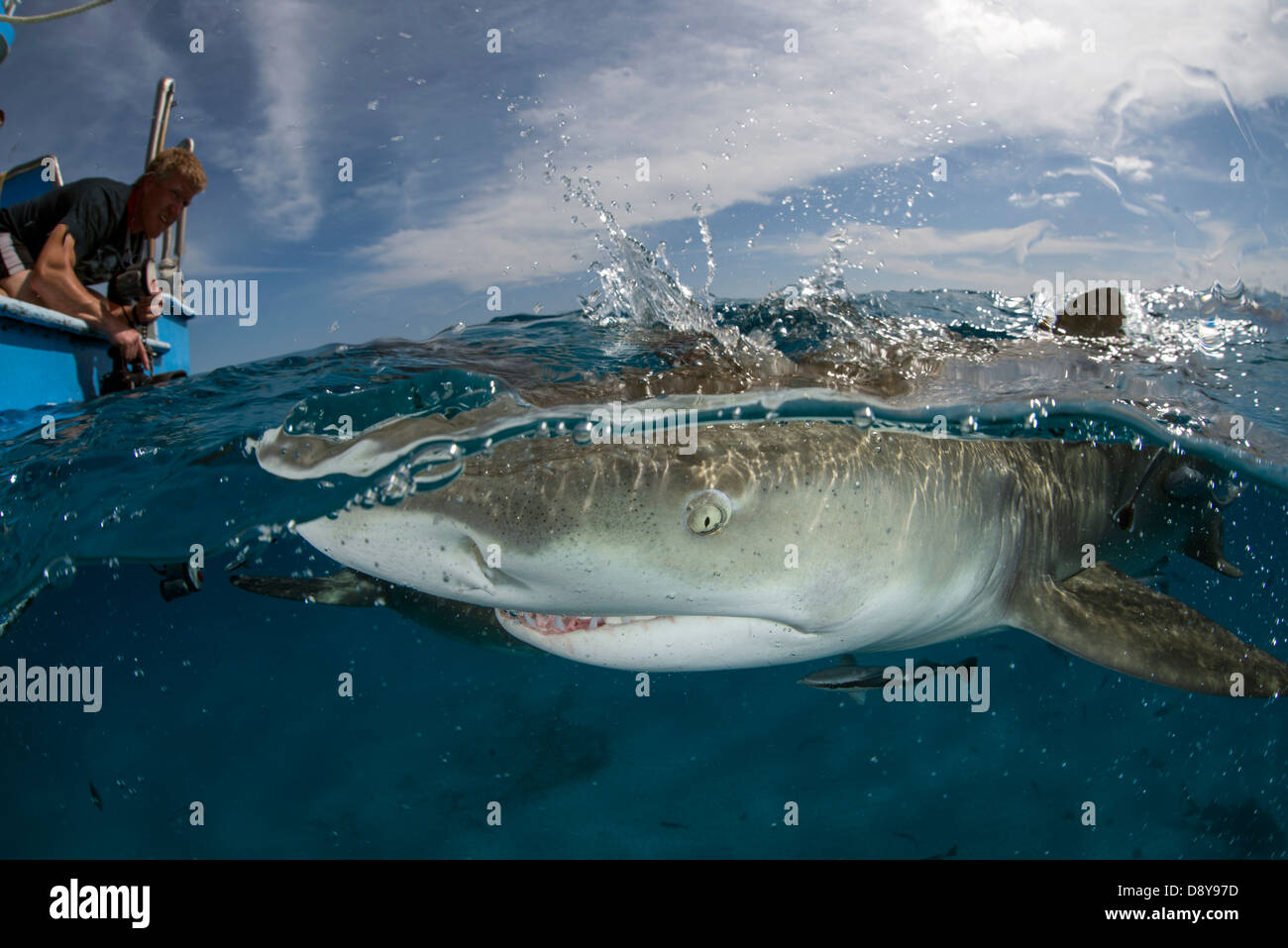 Lemon Shark snap, Negaprion brevirostris, Bahamas Stock Photo - Alamy