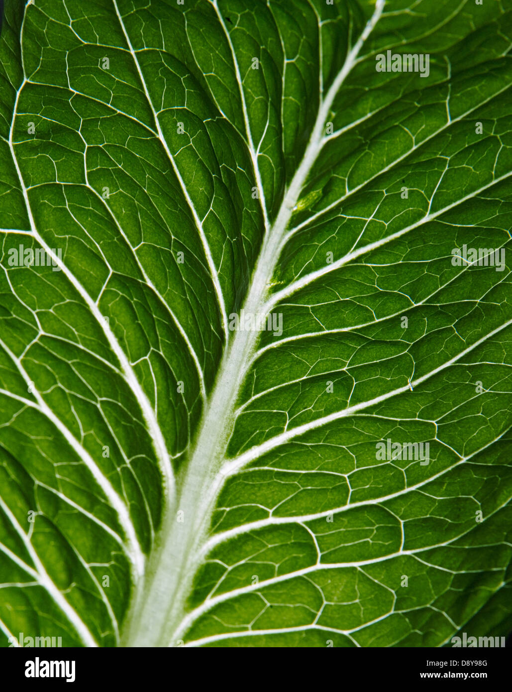 Sallad hi-res stock photography and images - Alamy