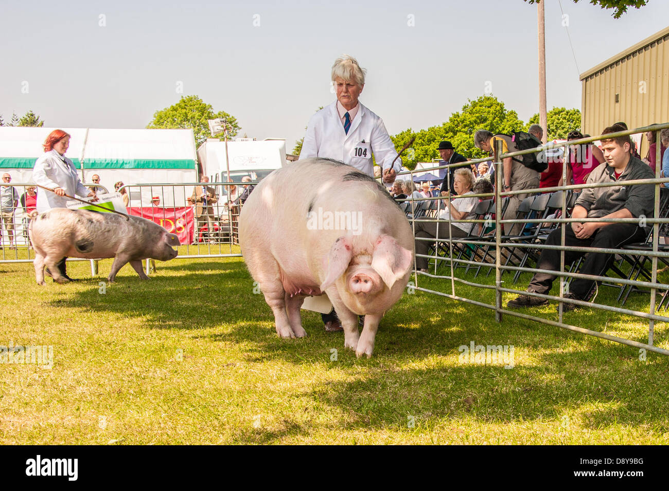 Ardingly, UK. 6th June, 2013. Pig Judging in the ring at South of ...