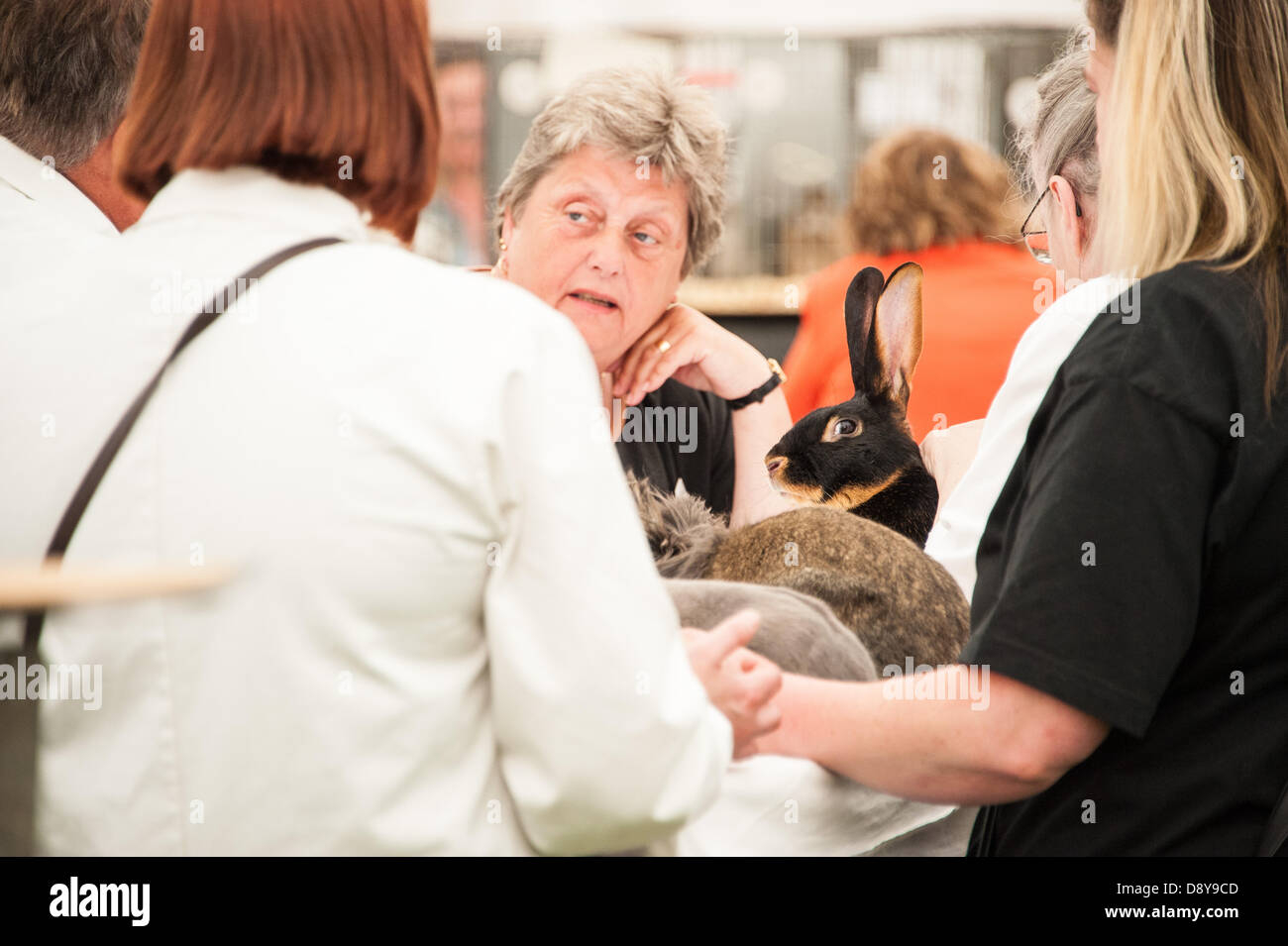 Talking rabbits hi-res stock photography and images - Alamy