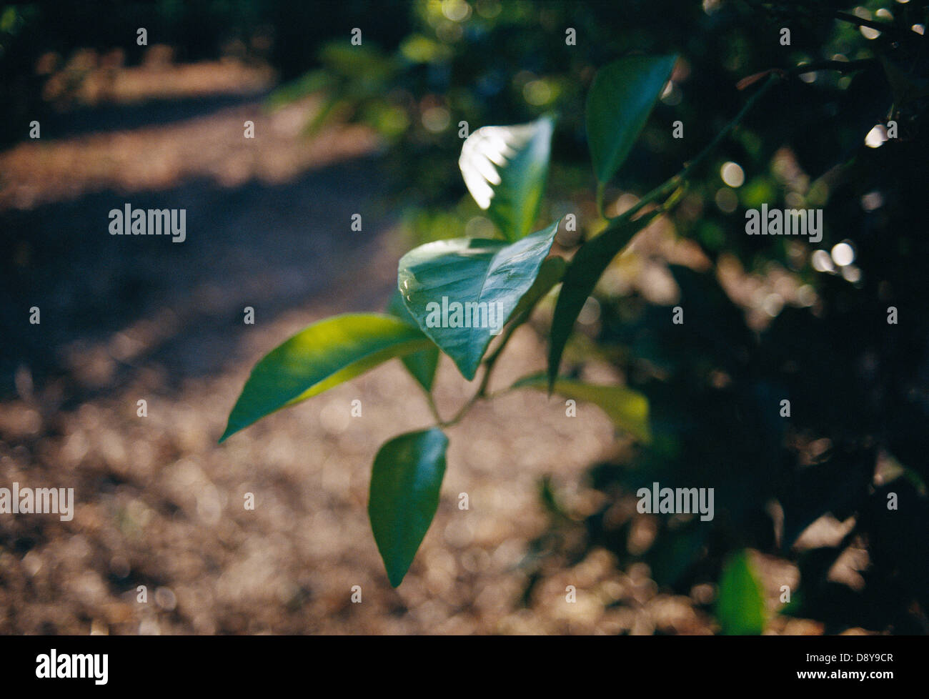 A branche of an orange tree Stock Photo - Alamy