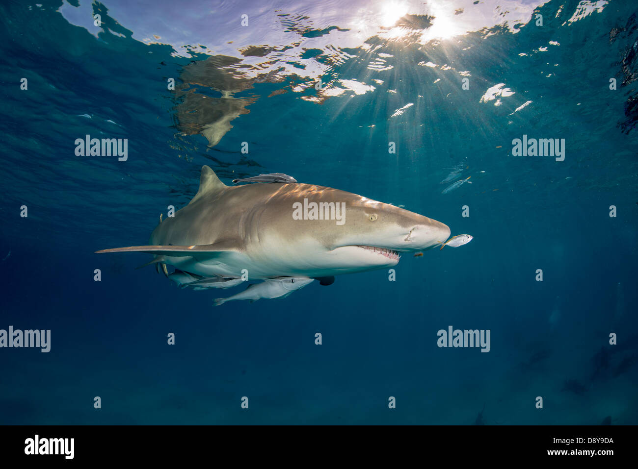 Lemon Shark, Negaprion brevirostris, Bahamas, Caribbean, Atlantic Ocean ...