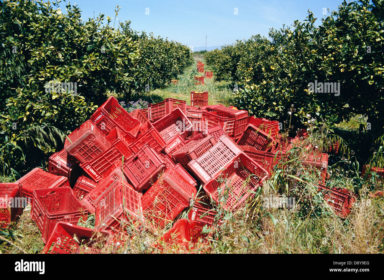 Red plastic boxes in an orange planatation, Sicily, Italy Stock Photo ...