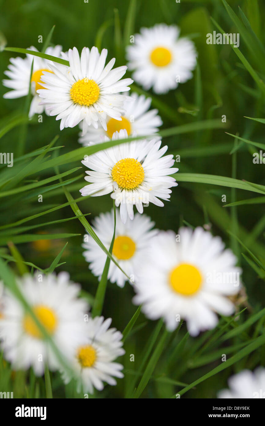 Matricaria perforata hi-res stock photography and images - Alamy