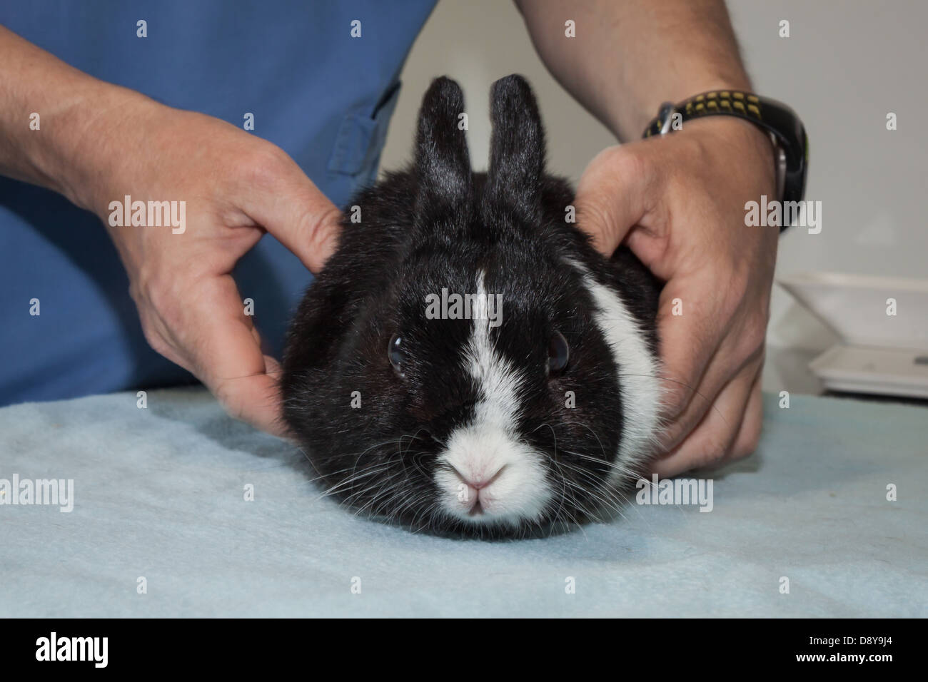 Veterinarian examining a black and white rabbit Stock Photo - Alamy
