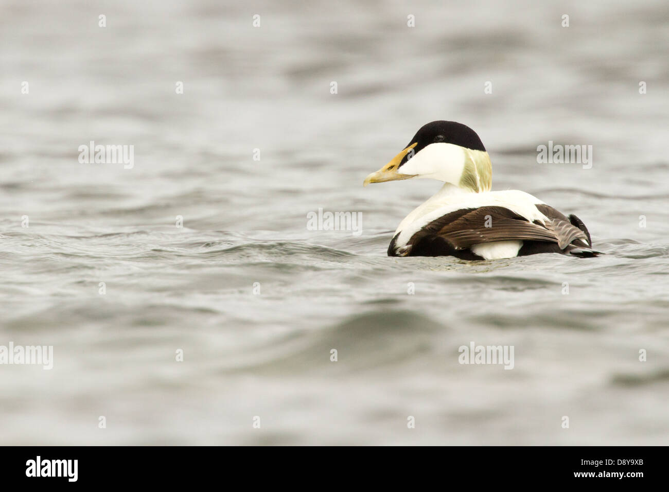 Common Eider drake; Somateria mollissima; Isle of Mull; Scotland Stock ...