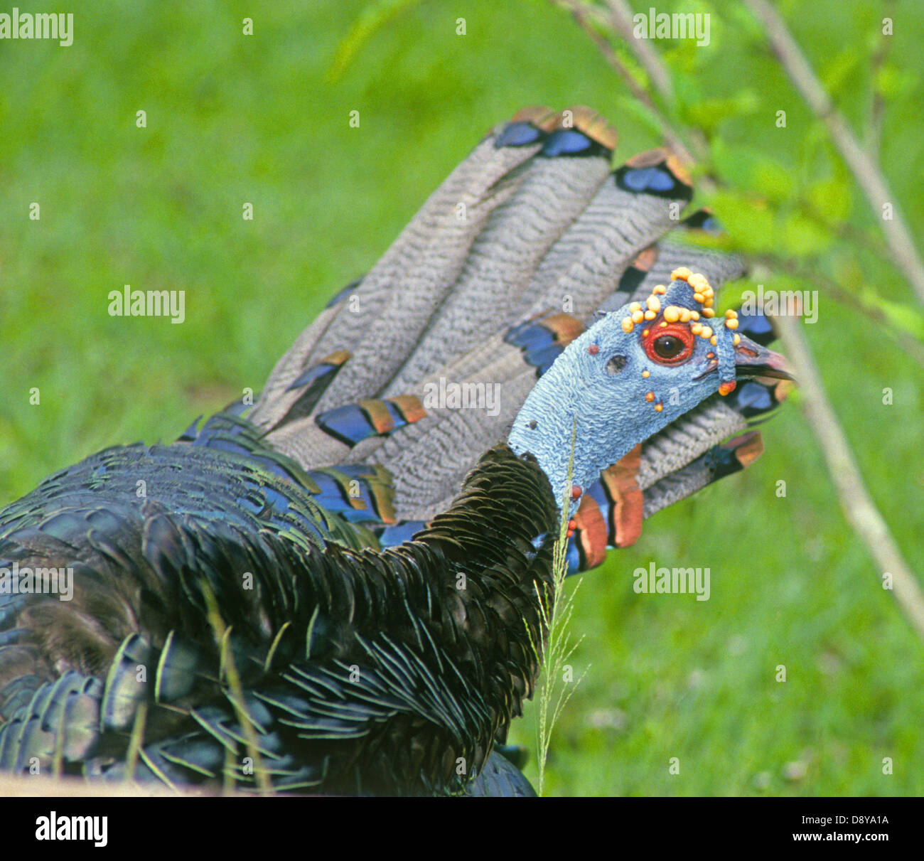 Ocellated Turkey (Meleagris ocellata), resident of Mexico, Belize, and ...