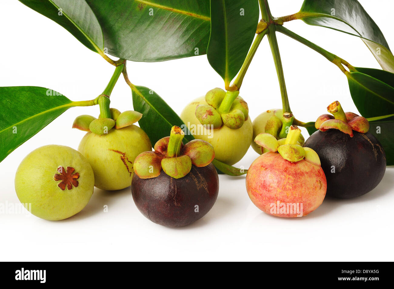 ripe and young mangosteen on white background Stock Photo - Alamy