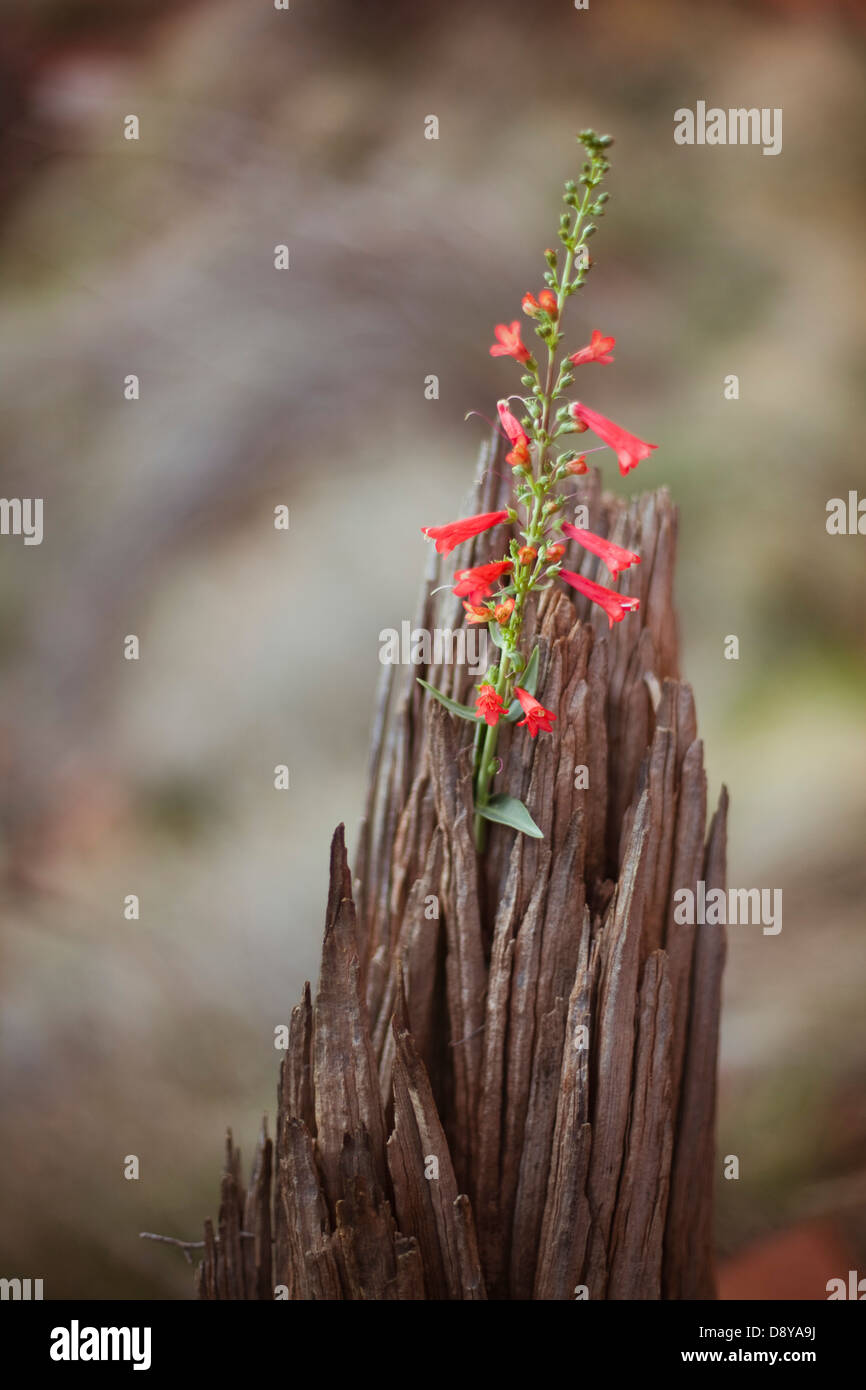 Broken branch hi-res stock photography and images - Alamy