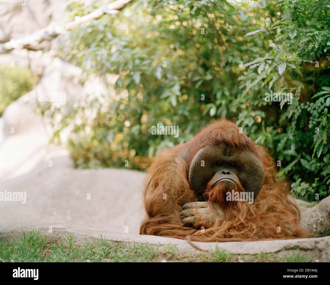 Orang outang hi-res stock photography and images - Alamy