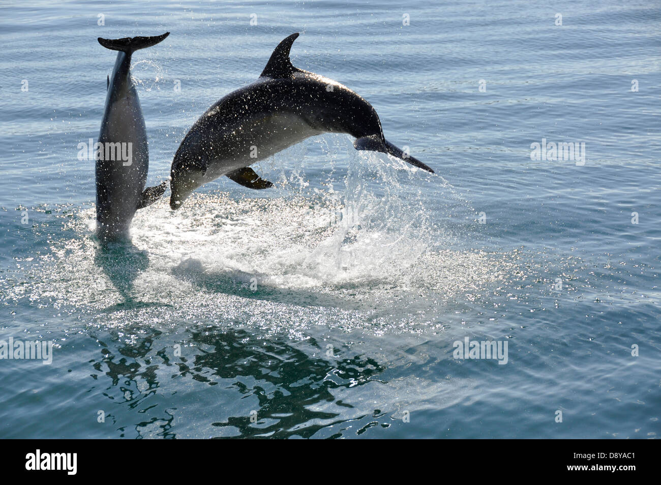 dolphins two playing in water Stock Photo - Alamy