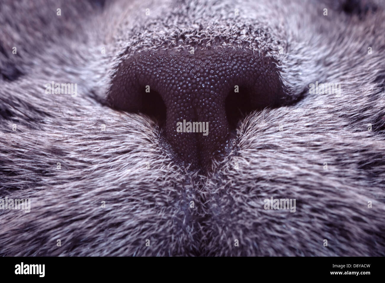 Domestic animals nose hi-res stock photography and images - Alamy