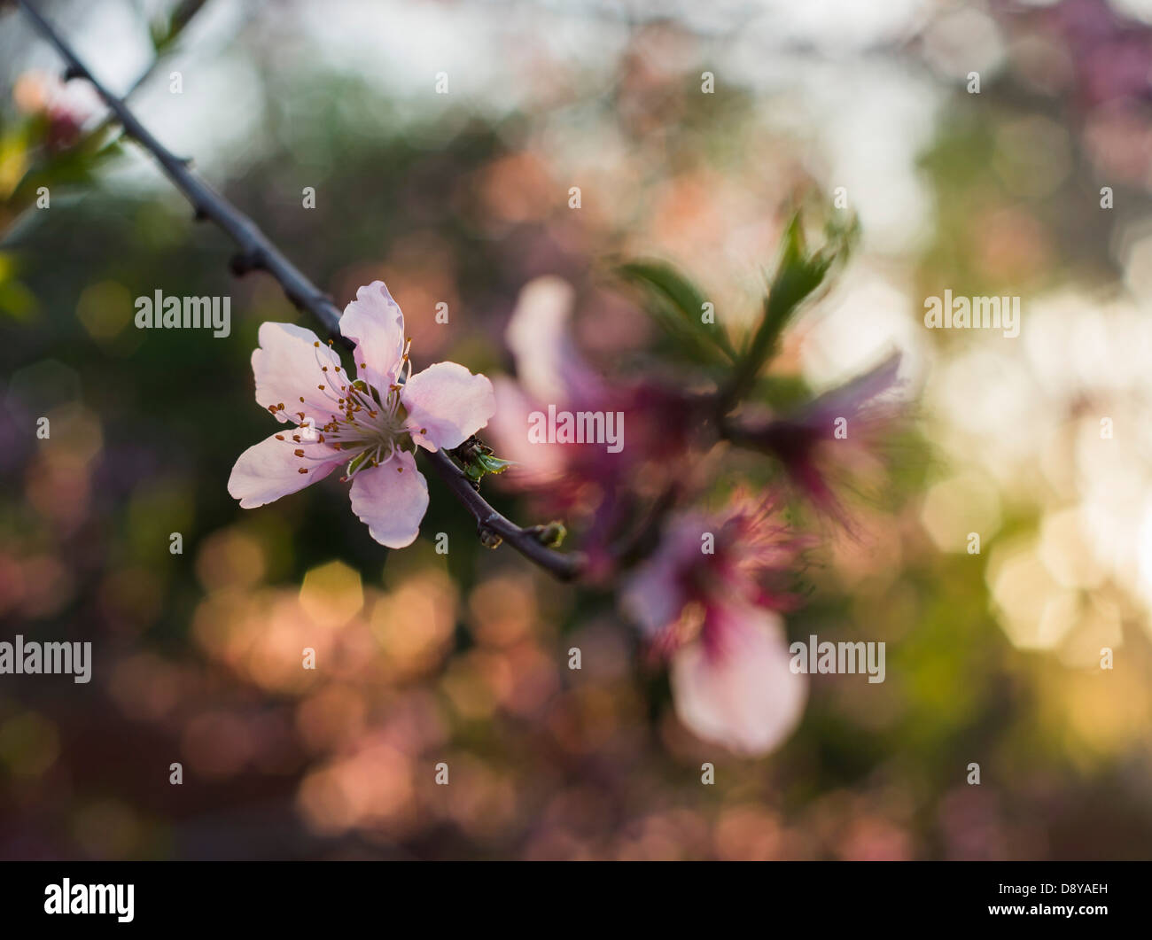 Peach tree flower hi-res stock photography and images - Alamy